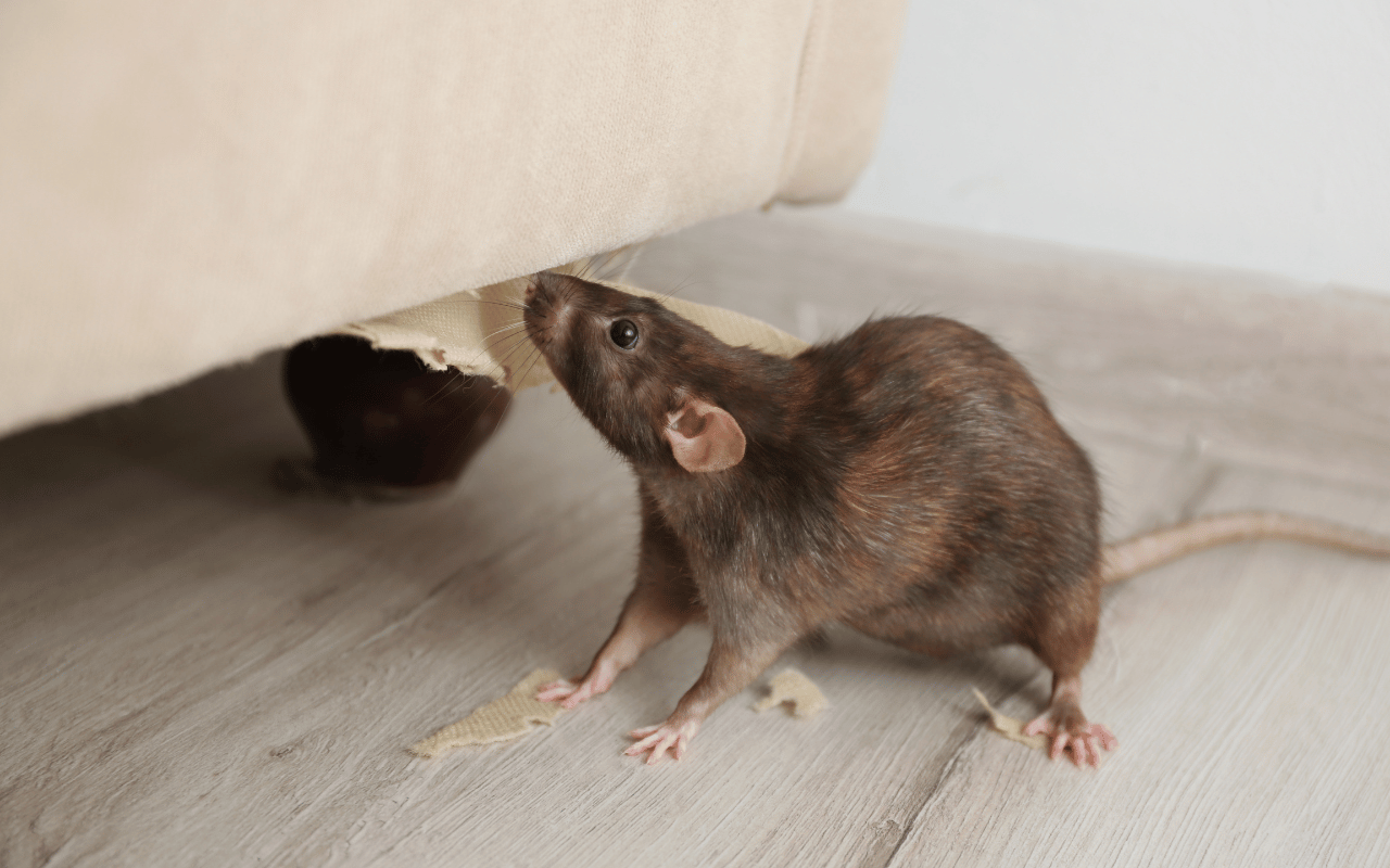 10 Common Pests to Watch Out for This Fall and How to Prevent Them ...